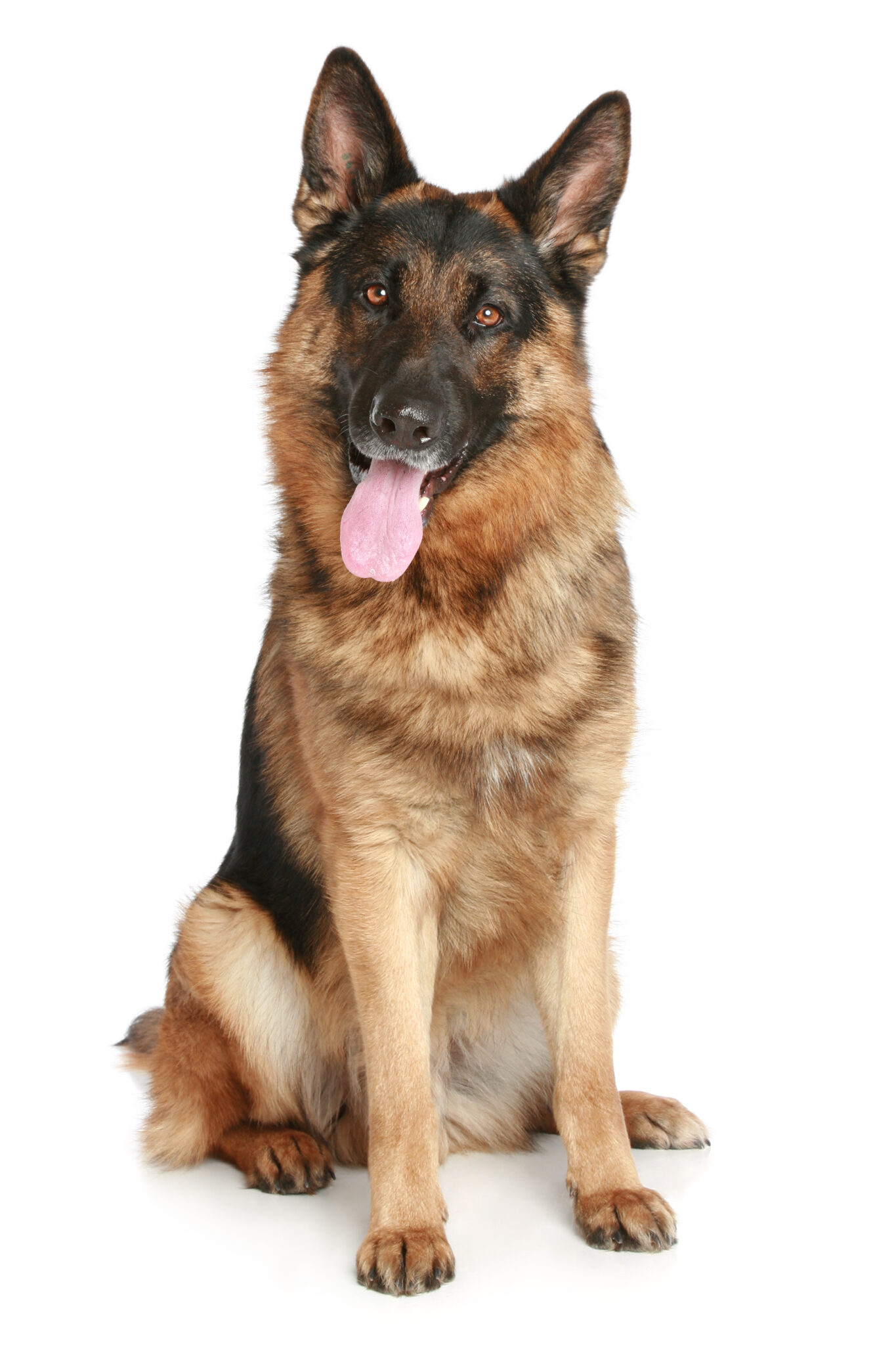 Midway Animal Hospital | Comprehensive Pet Care in St. Paul, MN